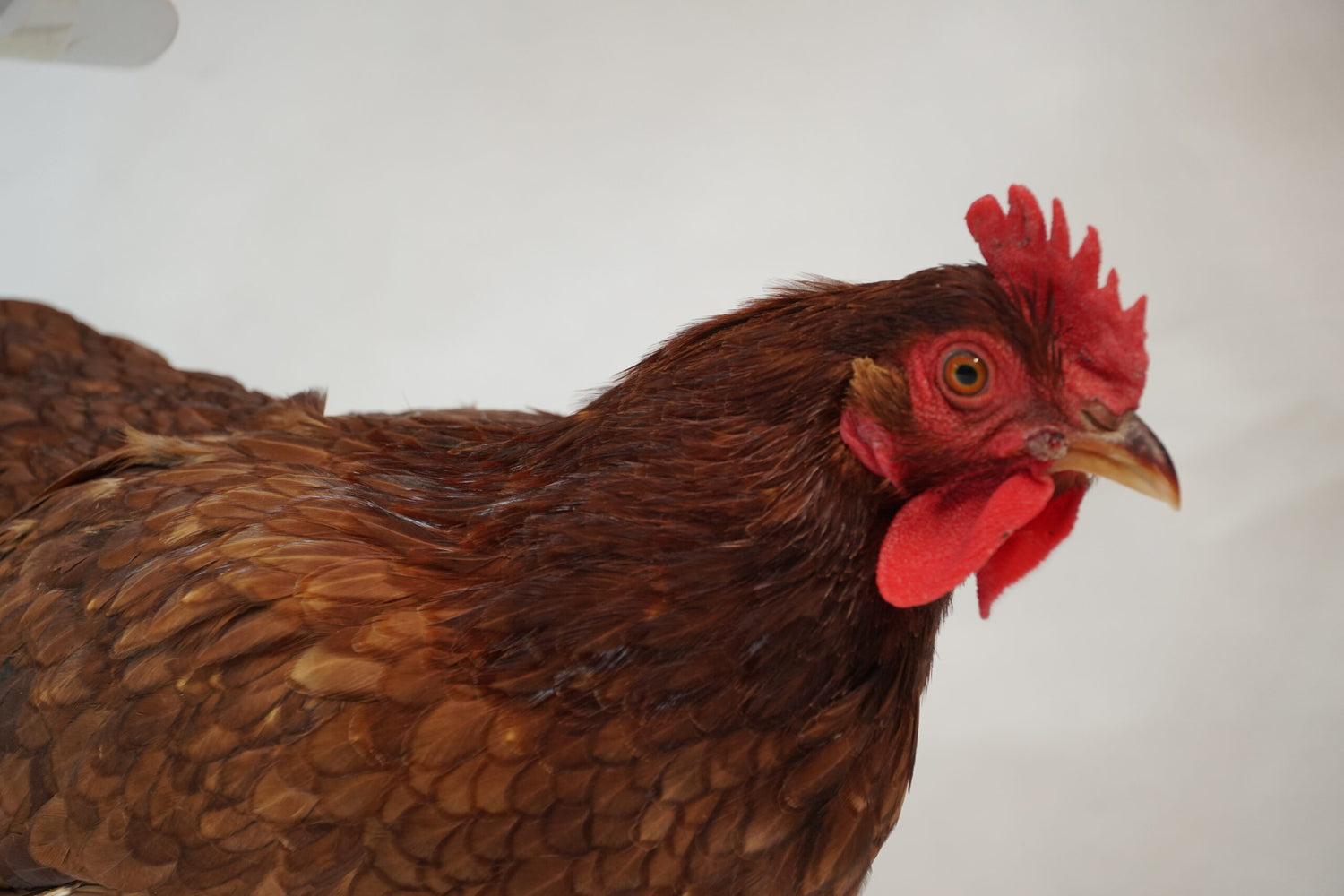 Rhode Island Red Farming – RedFarms